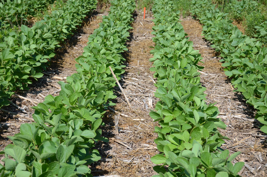 Understanding the Enlist™ Weed Control System | CropWatch | University ...