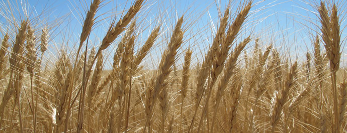Wheat | CropWatch