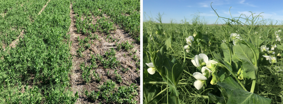 Field Pea Field Days Scheduled for June at 5 Locations across Nebraska ...