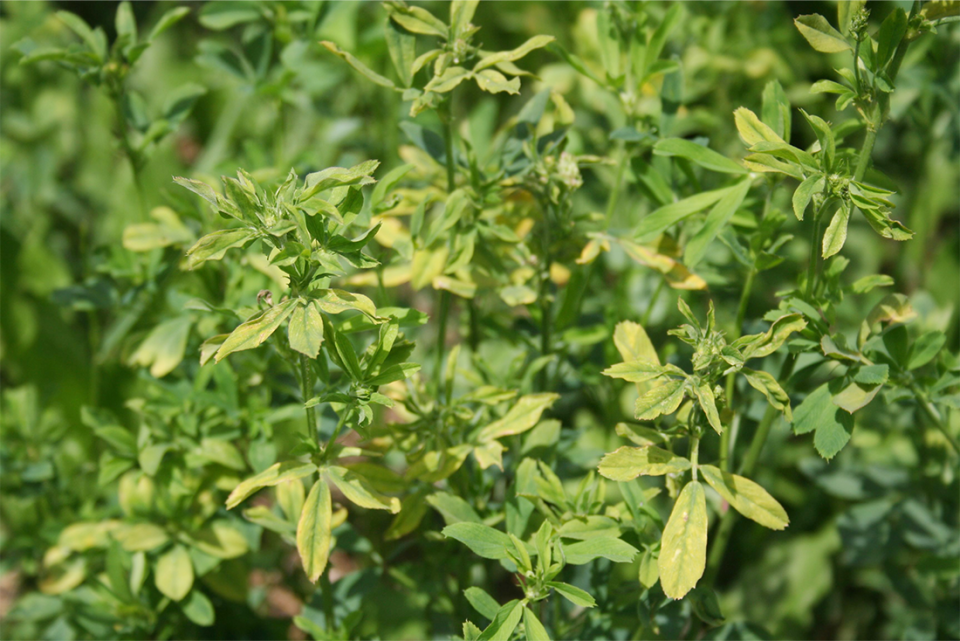 Pasture and Forage Minute: Drought-stunted Alfalfa Options, Bluegrass ...