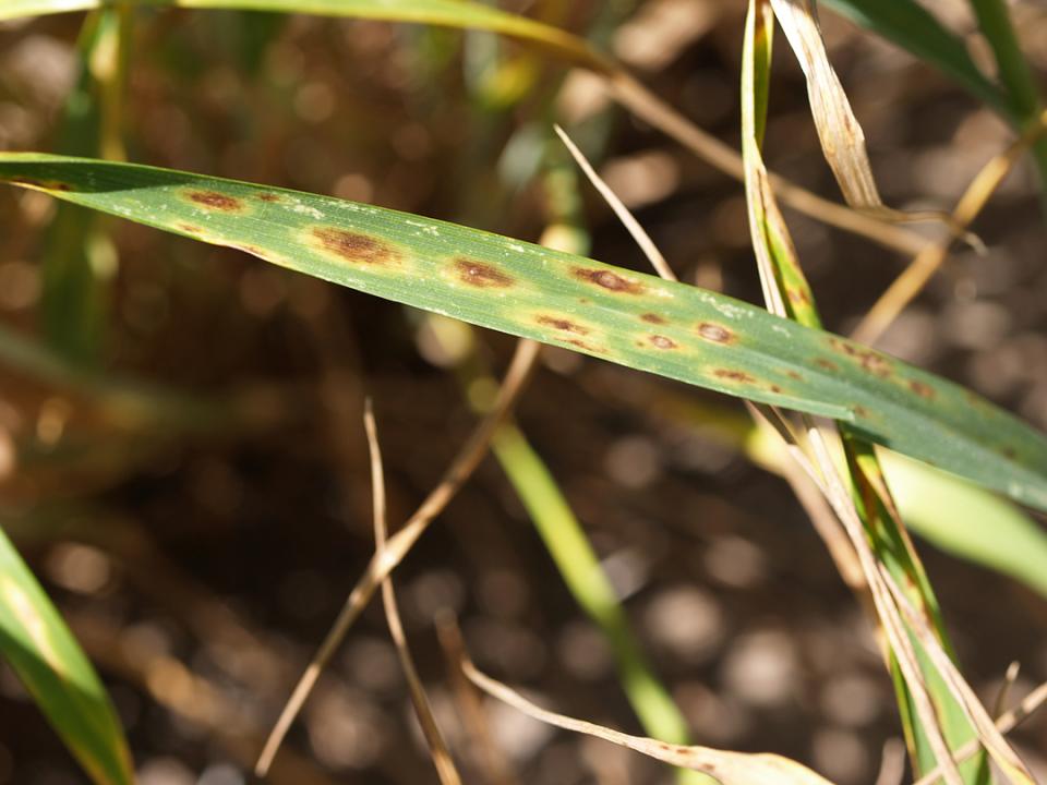 After-harvest Wheat Disease Management Strategies for Reducing Losses ...