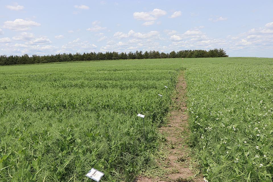 Results for 2023 Nebraska Pea Variety Testing Released | CropWatch ...