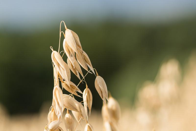2023 Nebraska Small Grain Acreage and Production | CropWatch ...