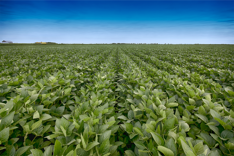 Crop Progress: Slight Downturn in Corn, Soybean Conditions | CropWatch ...