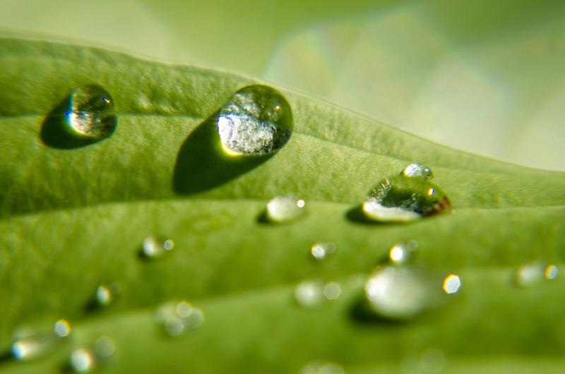 Estimated Crop Water Use for June 19-25, 2023 | CropWatch | University ...